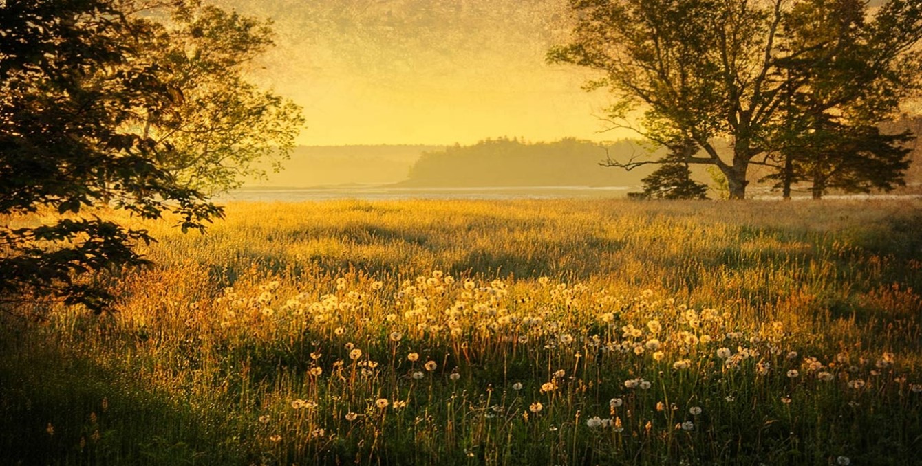 Rewild Your Connection With Nature - Horticultural Therapy Institute